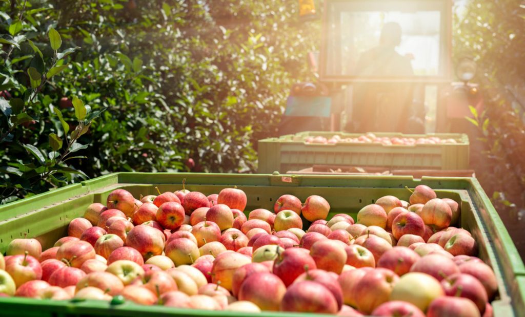 Iberfruta | Semi-finished fruit and vegetable products