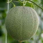 Productos - Iberfruta